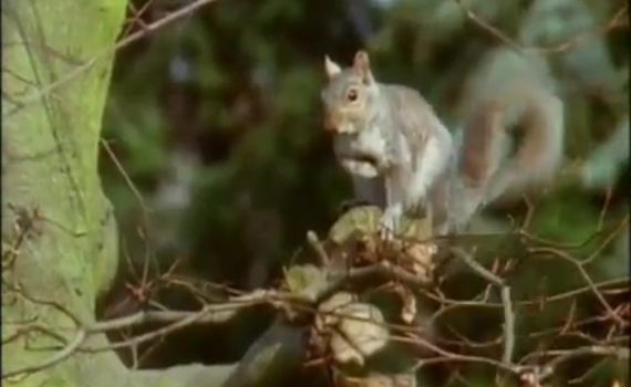 Squirrels-Problem Solving - Alexander Street, a ProQuest Company