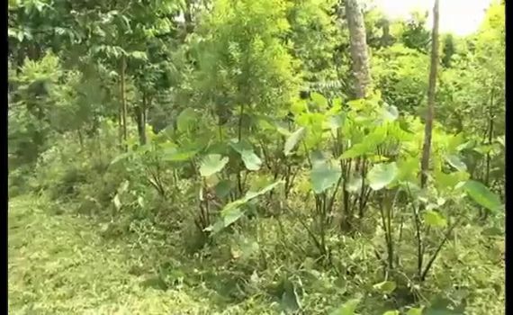 Tei Yasi: Growing Sandalwood in Fiji - Alexander Street, a ProQuest Company