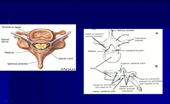 Ultrasound Evaluation of the Neonatal Spine - Alexander Street, a ...
