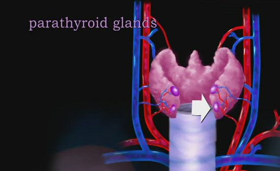 The Endocrine System: Parathyroid Glands - Alexander Street, a ProQuest ...