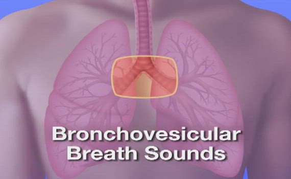 Auscultation of Breath Sounds: Characteristics of bronchovesicular ...