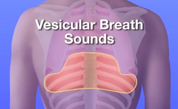 Auscultation of Breath Sounds: Characteristics of vesicular breath ...