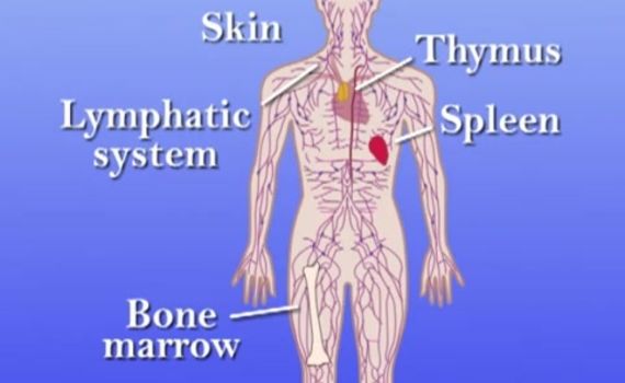 Overview of Anatomy and Function: Parts of the Immune System ...