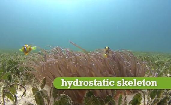 Hydrostatic Skeleton Gif