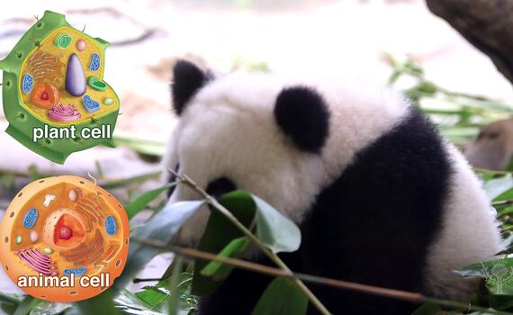 Explore The Structural Hierarchy Of Organization In Living Things, From ...