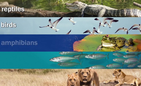 Learn What Makes Each Class Of Animals - Reptiles, Birds, Amphibians ...